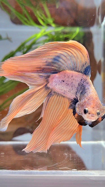 VEILTAIL – Rare Betta Fish Store