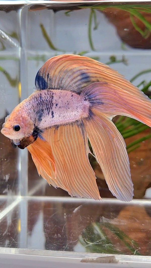 XL VEILTAIL DOUBLE TAIL ORANGE BLUE MASCOT BETTA FISH – Rare Betta Fish ...
