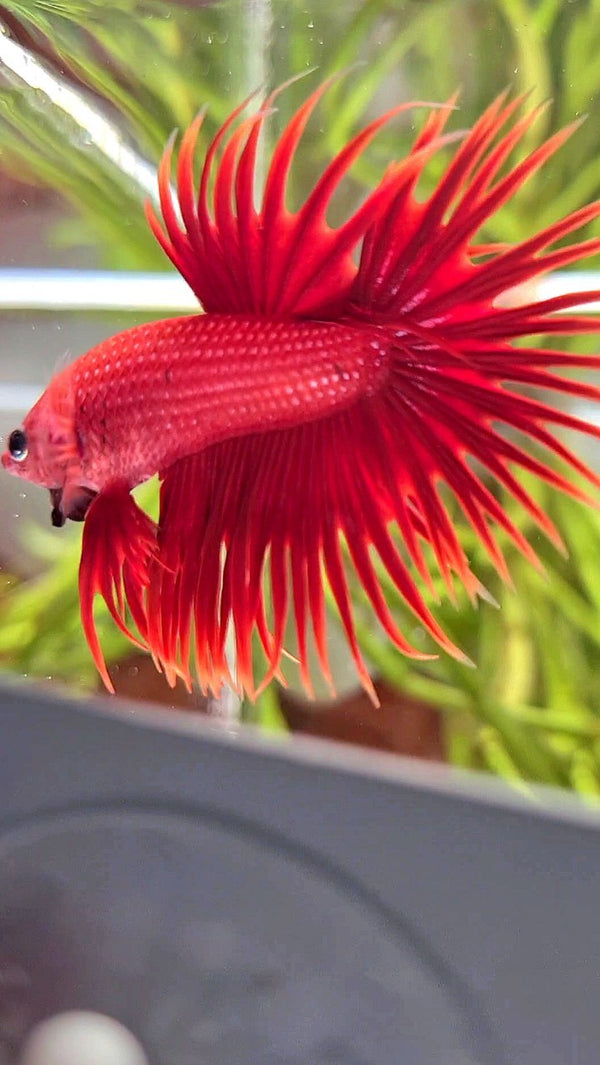 CROWNTAIL SUPER RED BETTA FISH – Rare Betta Fish Store