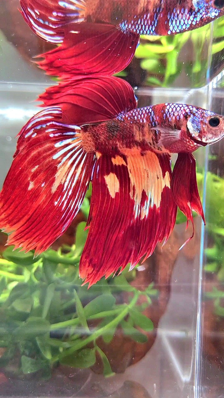 GIANT & XL Size – Rare Betta Fish Store