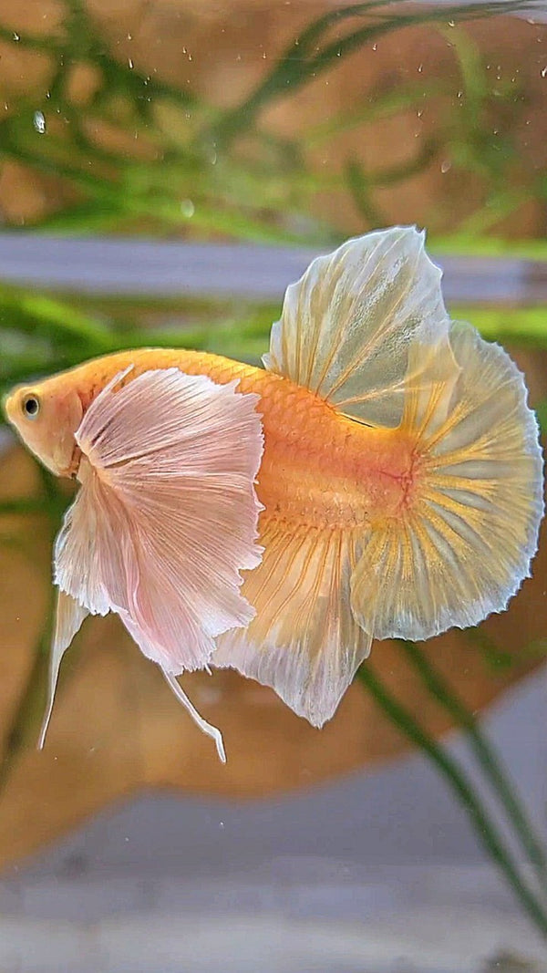 PLAKAT SUPER DUMBO EAR SUPER GOLD BETTA FISH – Rare Betta Fish Store