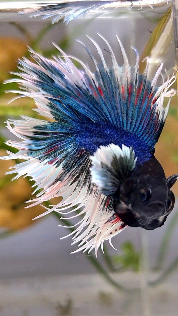 LUXURY CROWNTAIL DOUBLE TAIL DUMBO EAR BLUE BUTTERFLY BETTA FISH – Rare ...