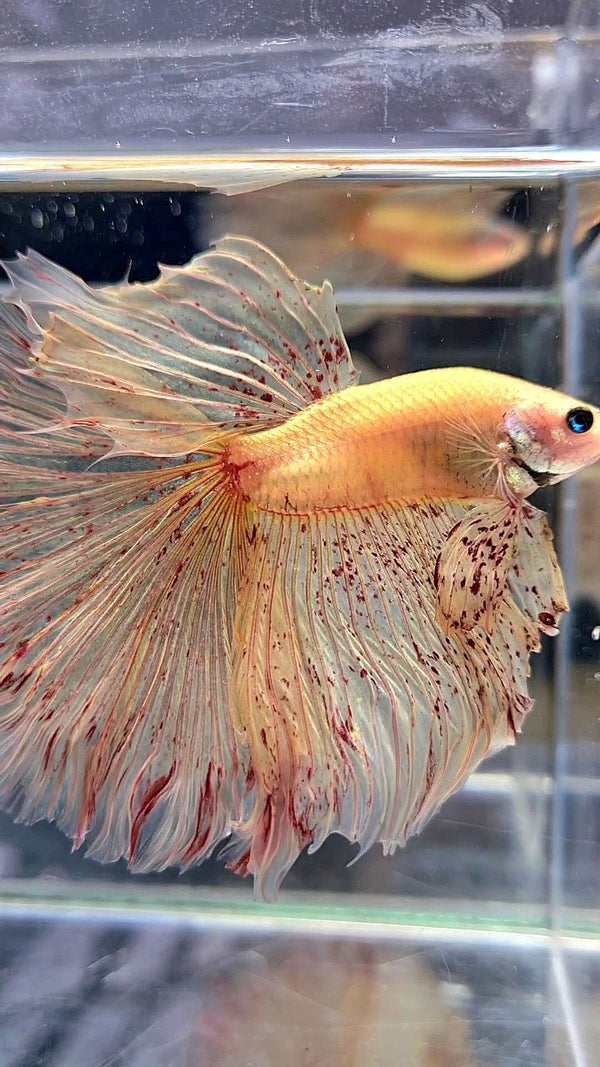 LUXURY XL HALFMOON OVERTAIL ROSETAIL YELLOW VANDA BETTA FISH – Rare ...