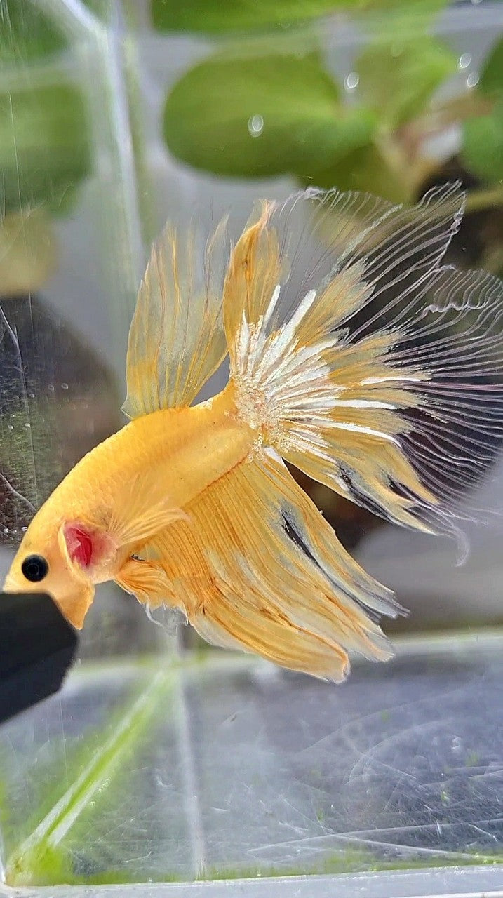 HALFMOON YELLOW HELLBOY BETTA FISH – Rare Betta Fish Store