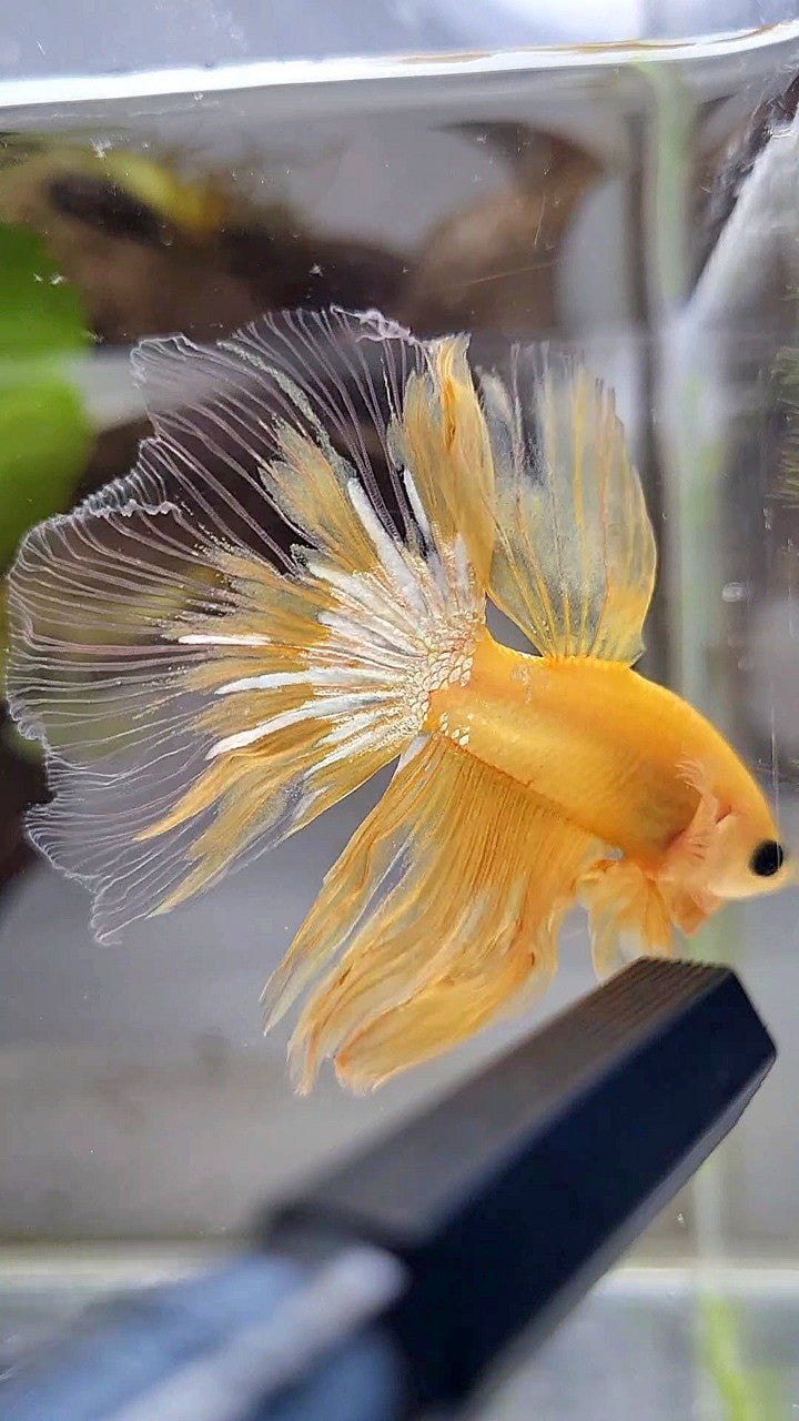 HALFMOON YELLOW HELLBOY BETTA FISH – Rare Betta Fish Store