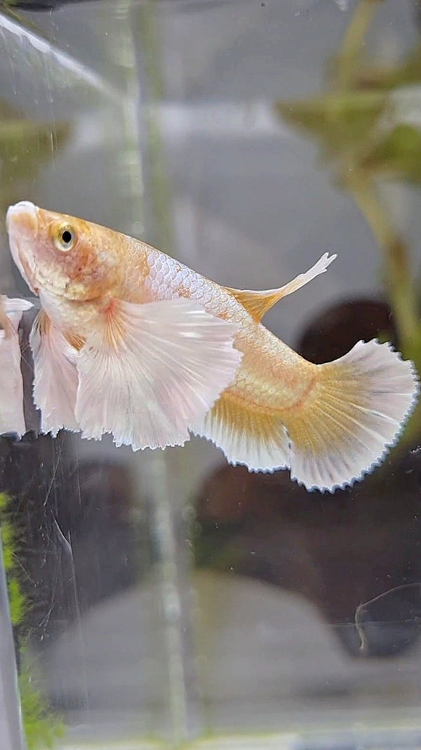 FEMALE PLAKAT SUPER DUMBO EAR GOLD BUTTERLFLY BETTA FISH – Rare Betta ...