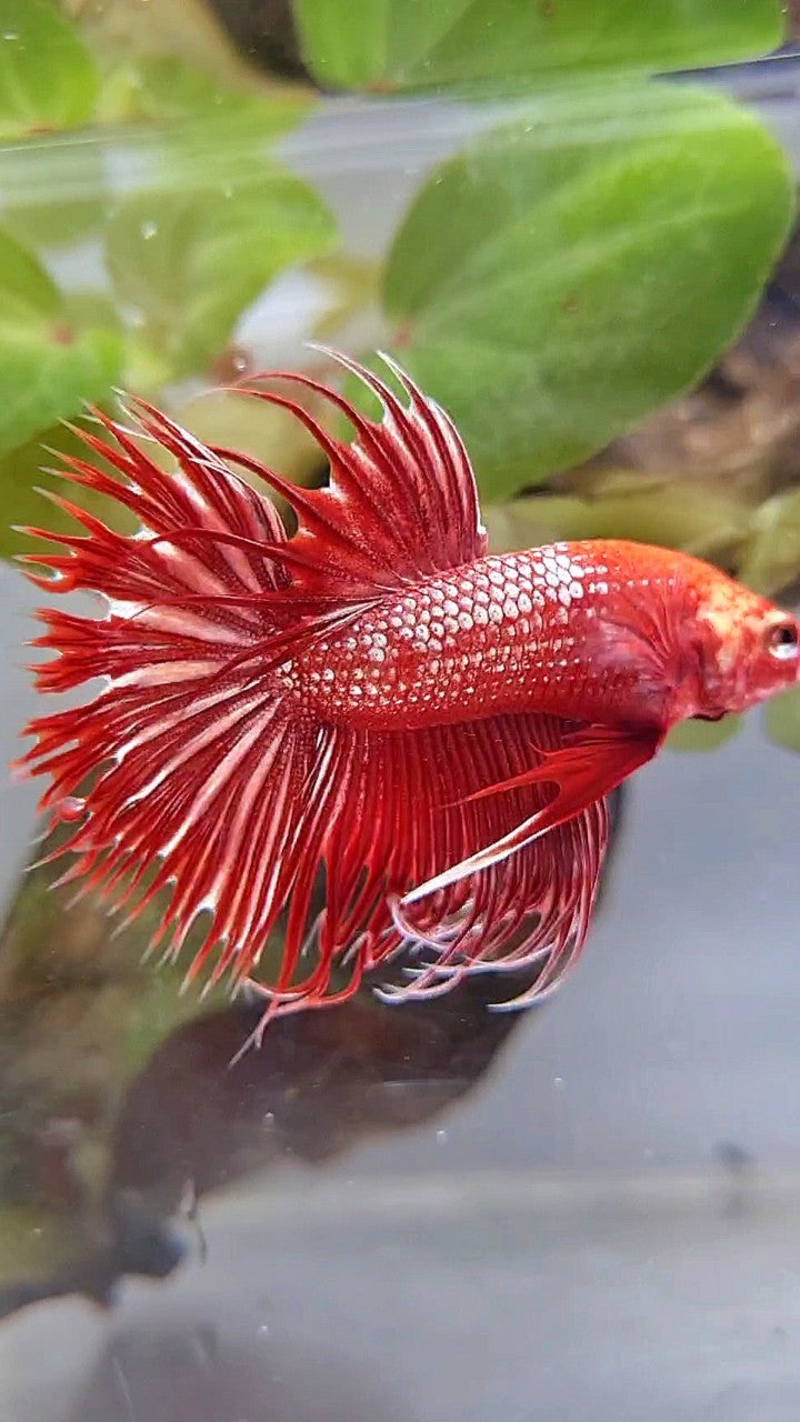 CROWNTAIL RED GOLD GALAXY RGG BETTA FISH – Rare Betta Fish Store