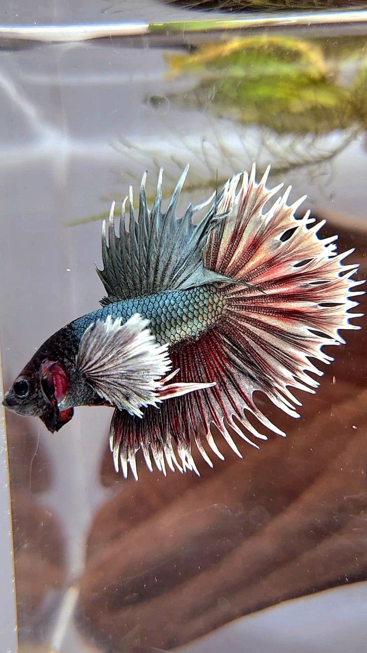 CROWNTAIL – Rare Betta Fish Store