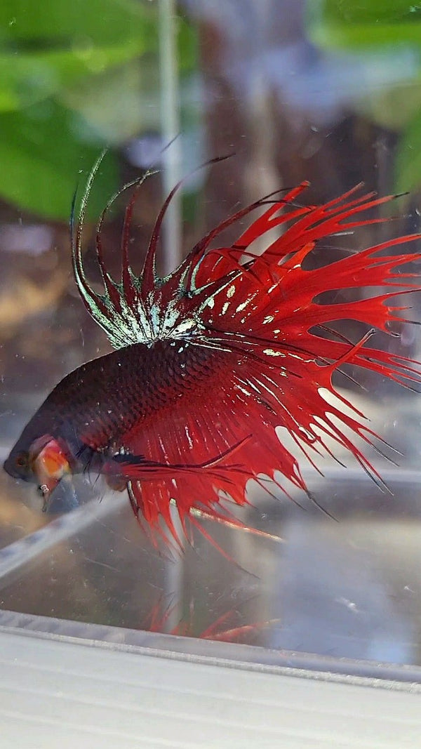 CROWNTAIL BLACK GALAXY AVATAR VAMPIRE BETTA FISH – Rare Betta Fish Store