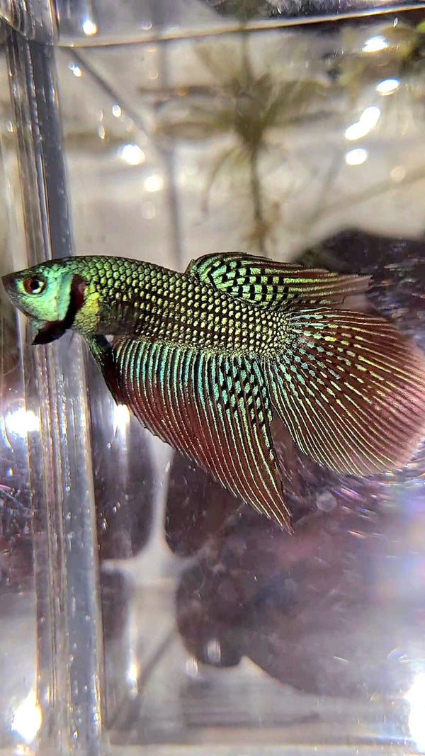 LONGFIN DELTA TAIL GREEN ALIEN HYBRID WILD BETTA FISH – Rare Betta Fish ...