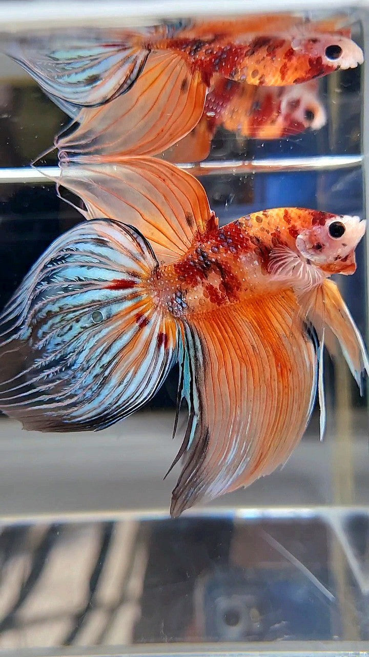 VEILTAIL – Rare Betta Fish Store