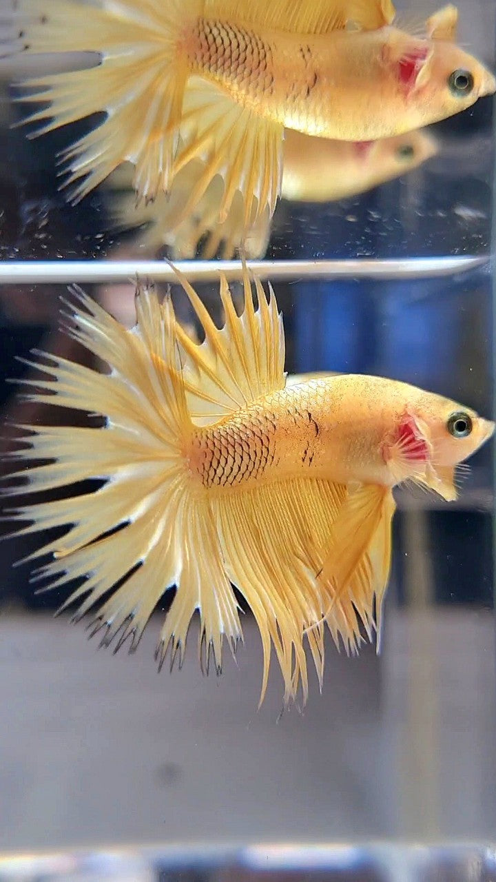 NEW STOCK – Page 2 – Rare Betta Fish Store