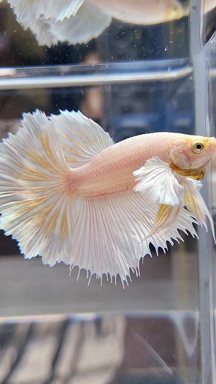 NEW STOCK – Page 2 – Rare Betta Fish Store