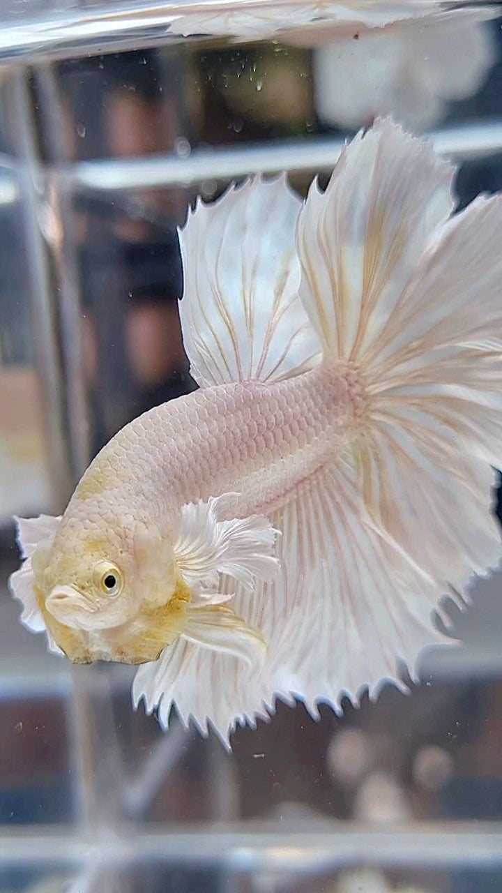 NEW STOCK – Page 2 – Rare Betta Fish Store