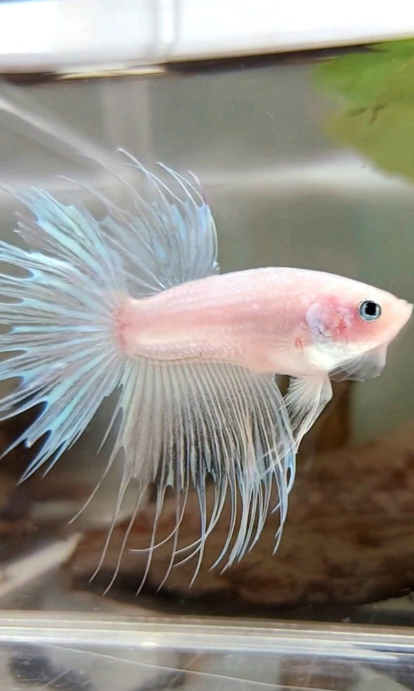 CROWNTAIL TRANSPARENT CELLOPHANE BETTA FISH – Rare Betta Fish Store