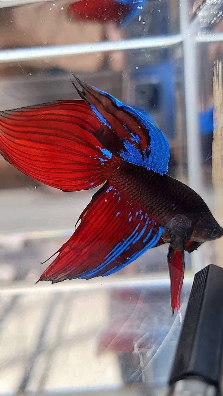 VEILTAIL – Rare Betta Fish Store