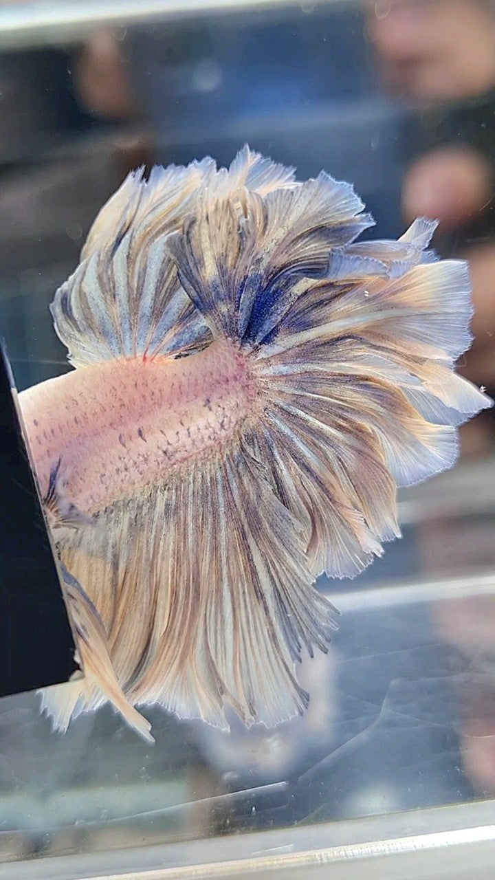 NEW STOCK – Rare Betta Fish Store