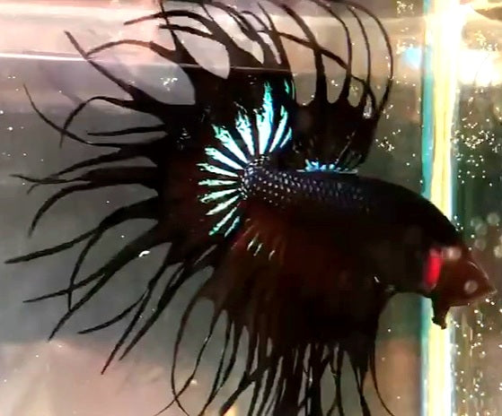 LUXURY KING CROWNTAIL BLACK ORCHID BETTA FISH – Rare Betta Fish Store