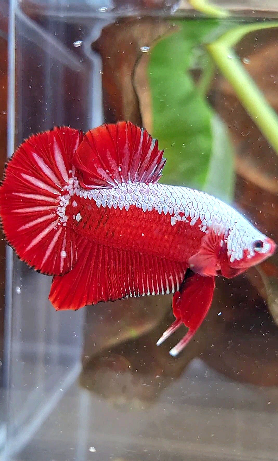 LUXURY PLAKAT RED SAMURAI SNOW BETTA FISH – Rare Betta Fish Store