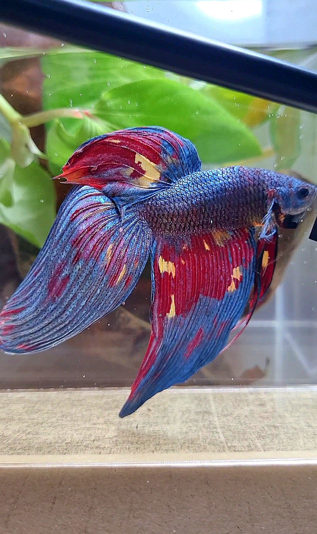 LUXURY GIANT VEILTAIL TOTAL 10CM DARK BLUE FIRE MULTICOLOR BETTA FISH ...
