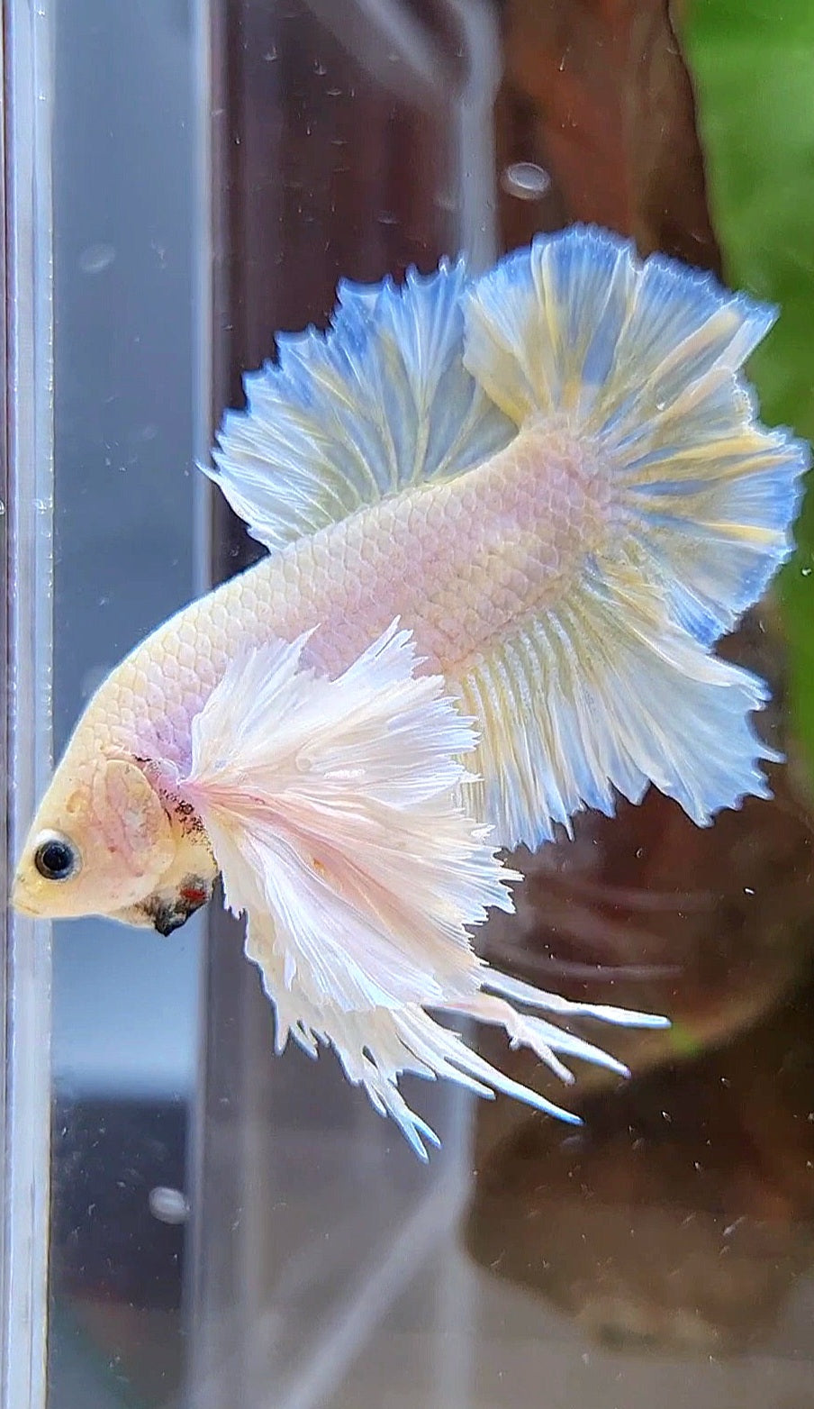 LUXURY KING PLAKAT ROSETAIL DUMBO ROSE EAR WHITE YELLOW PEACH BETTA FI ...