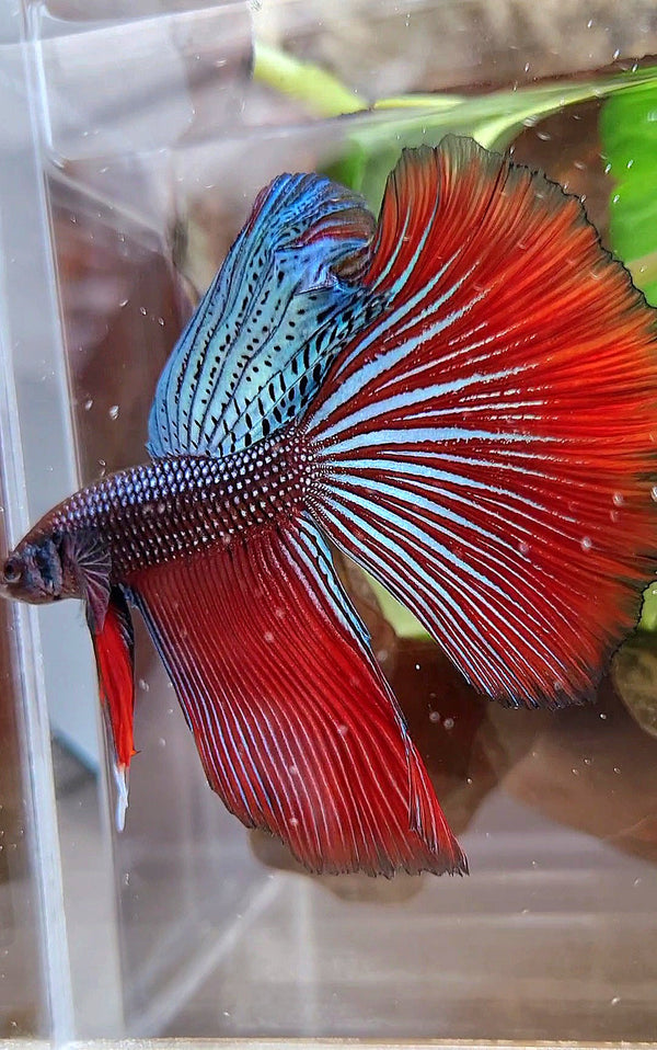 LUXURY XL HALFMOON OVERTAIL SPLENDENS HYBRID WILD BETTA FISH – Rare ...