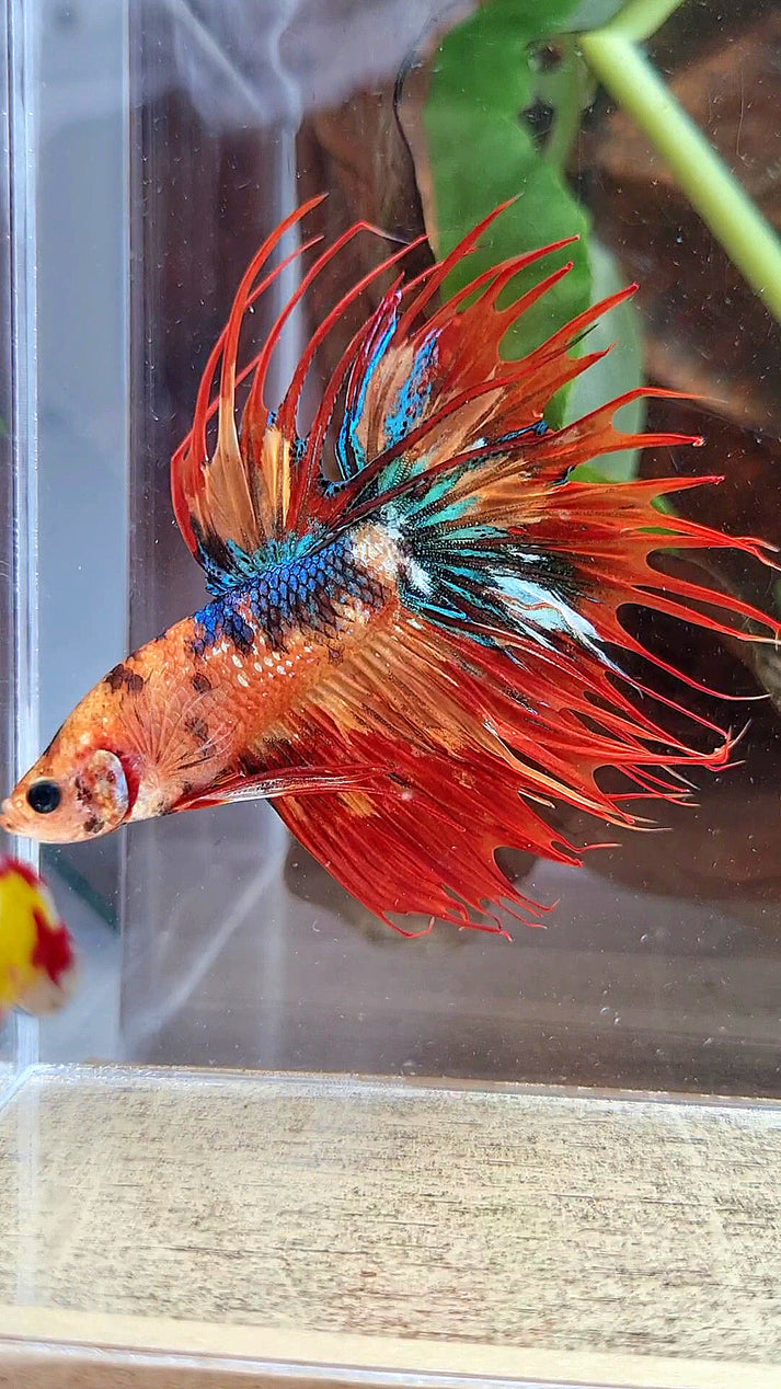 CROWNTAIL SUPER MULTICOLOR FIRE BETTA FISH – Rare Betta Fish Store